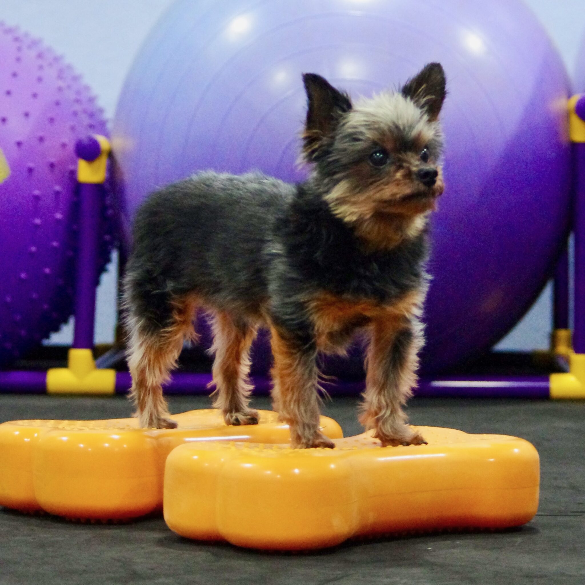Why CPCFT? - Certified Professional Canine Fitness Trainer